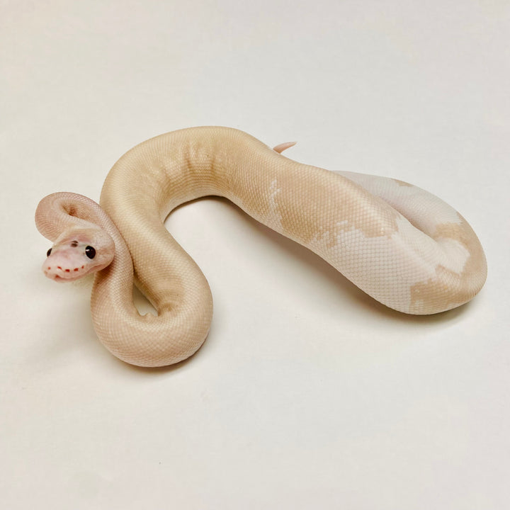 Ball Pythons for Sale at BHB Reptiles - High Quality & Wide Variety in ...