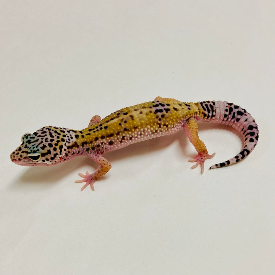 Leopard Geckos for Sale at BHB! Top Quality & Vast Selection in the US ...
