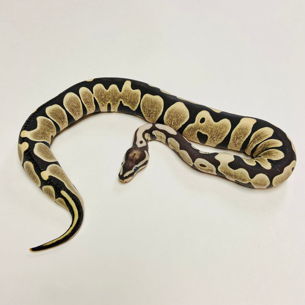 Ball Pythons for Sale at BHB Reptiles - High Quality & Wide Variety in ...