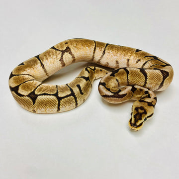 Ball Pythons for Sale at BHB Reptiles - High Quality & Wide Variety in ...
