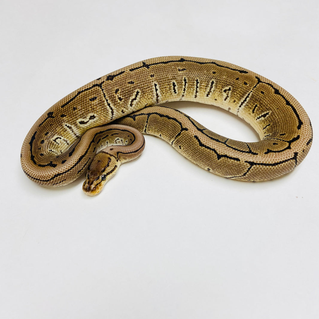 Ball Pythons for Sale at BHB Reptiles - High Quality & Wide Variety in ...