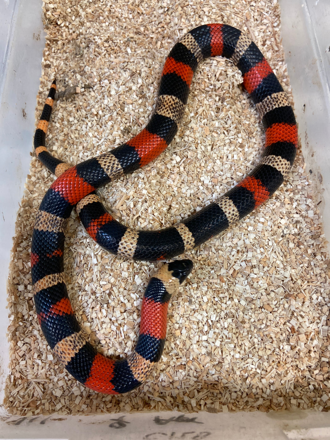Milk Snakes For Sale - BHB Reptiles