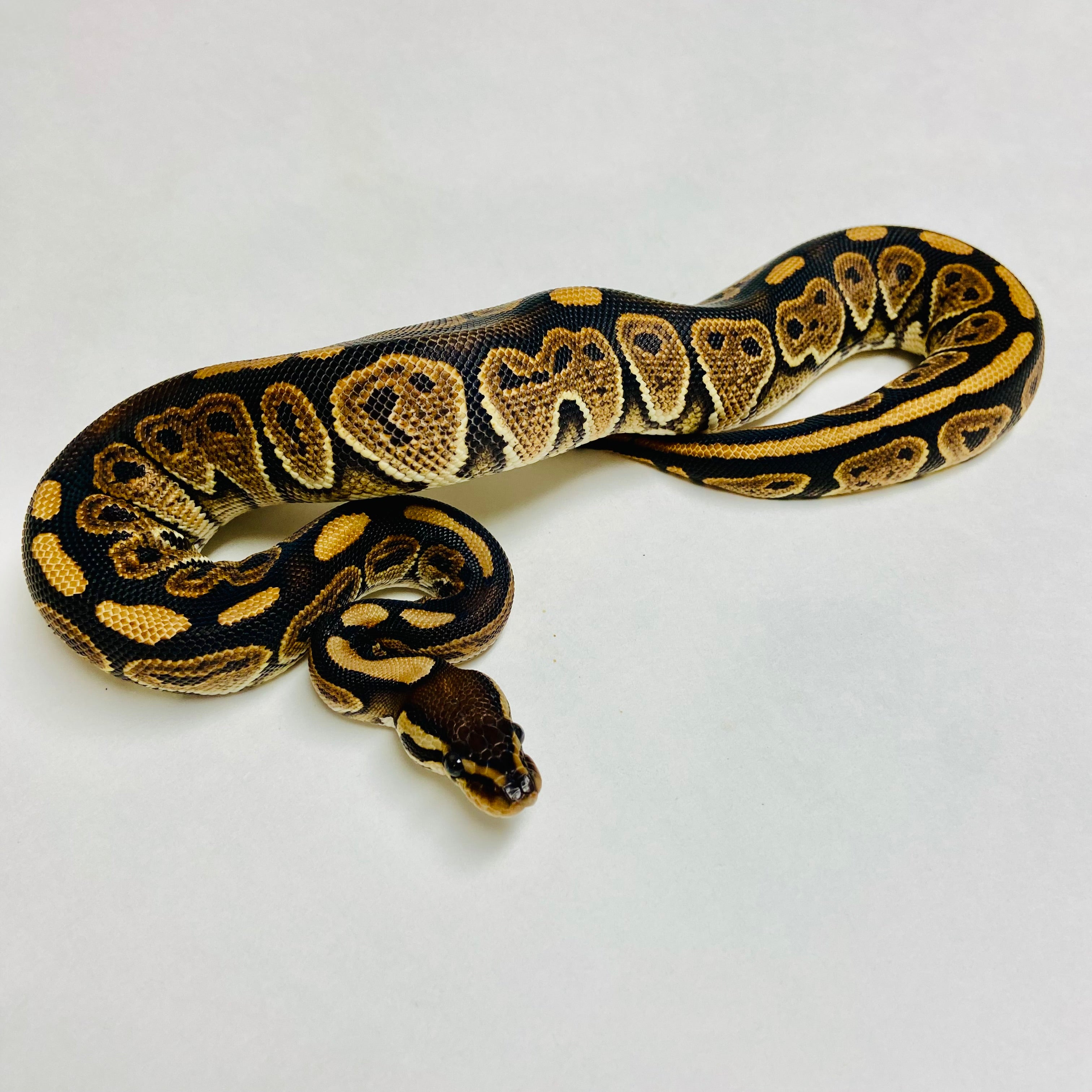 Ball Pythons for Sale at BHB Reptiles - High Quality & Wide Variety in ...