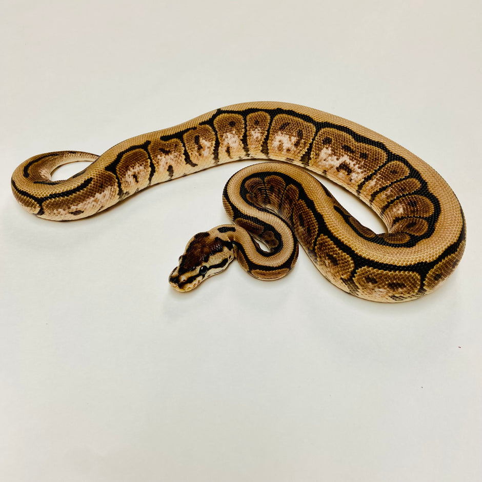 Ball Pythons for Sale at BHB Reptiles - High Quality & Wide Variety in the US – Page 4