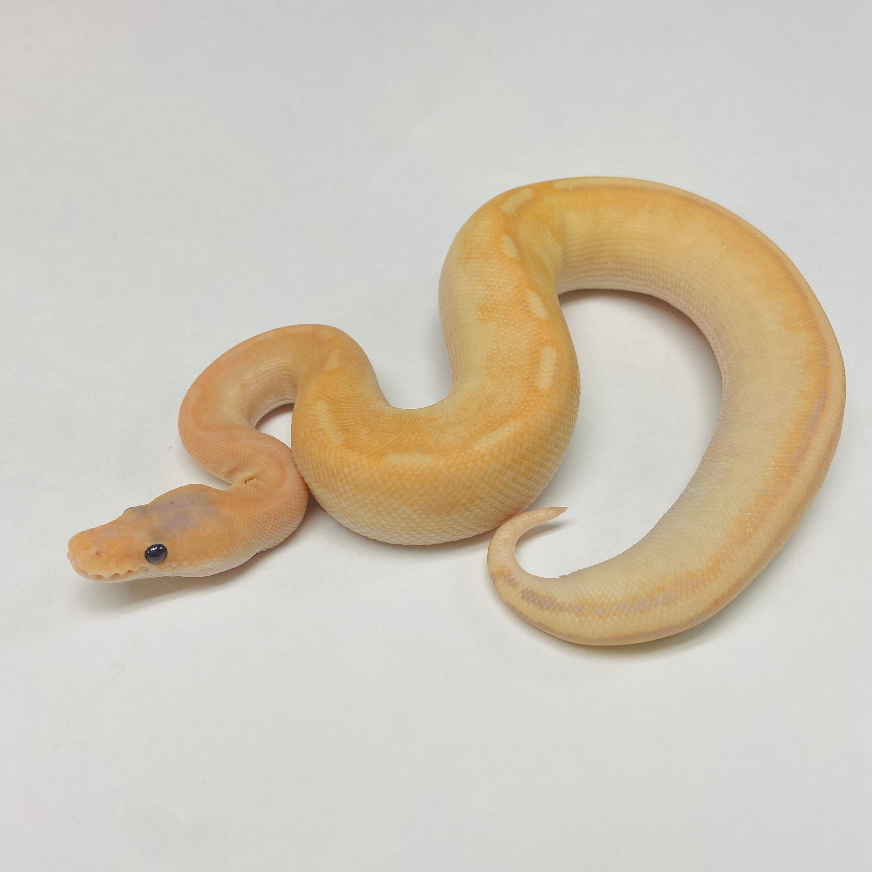 Ball Pythons for Sale at BHB Reptiles - High Quality & Wide Variety in ...