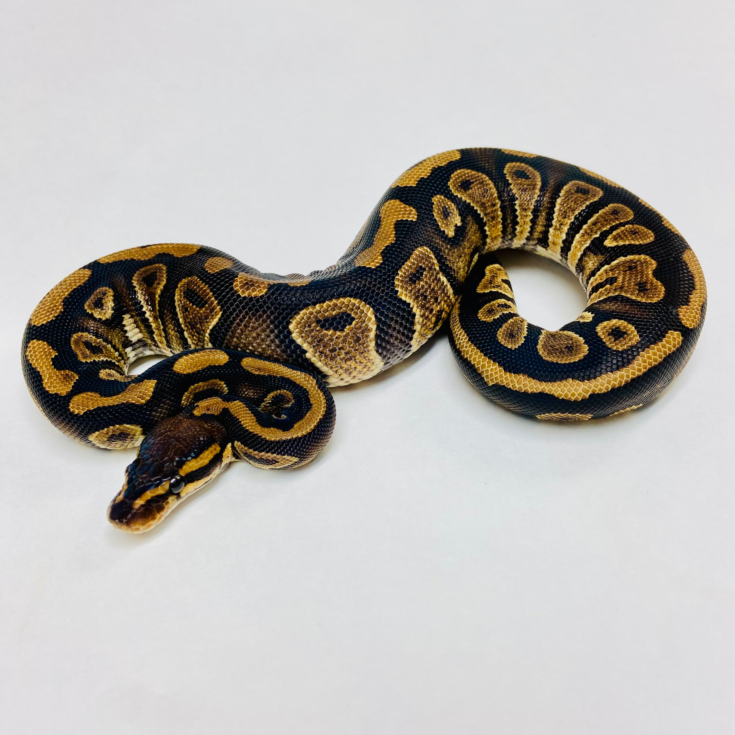 Ball Pythons for Sale at BHB Reptiles - High Quality & Wide Variety in ...