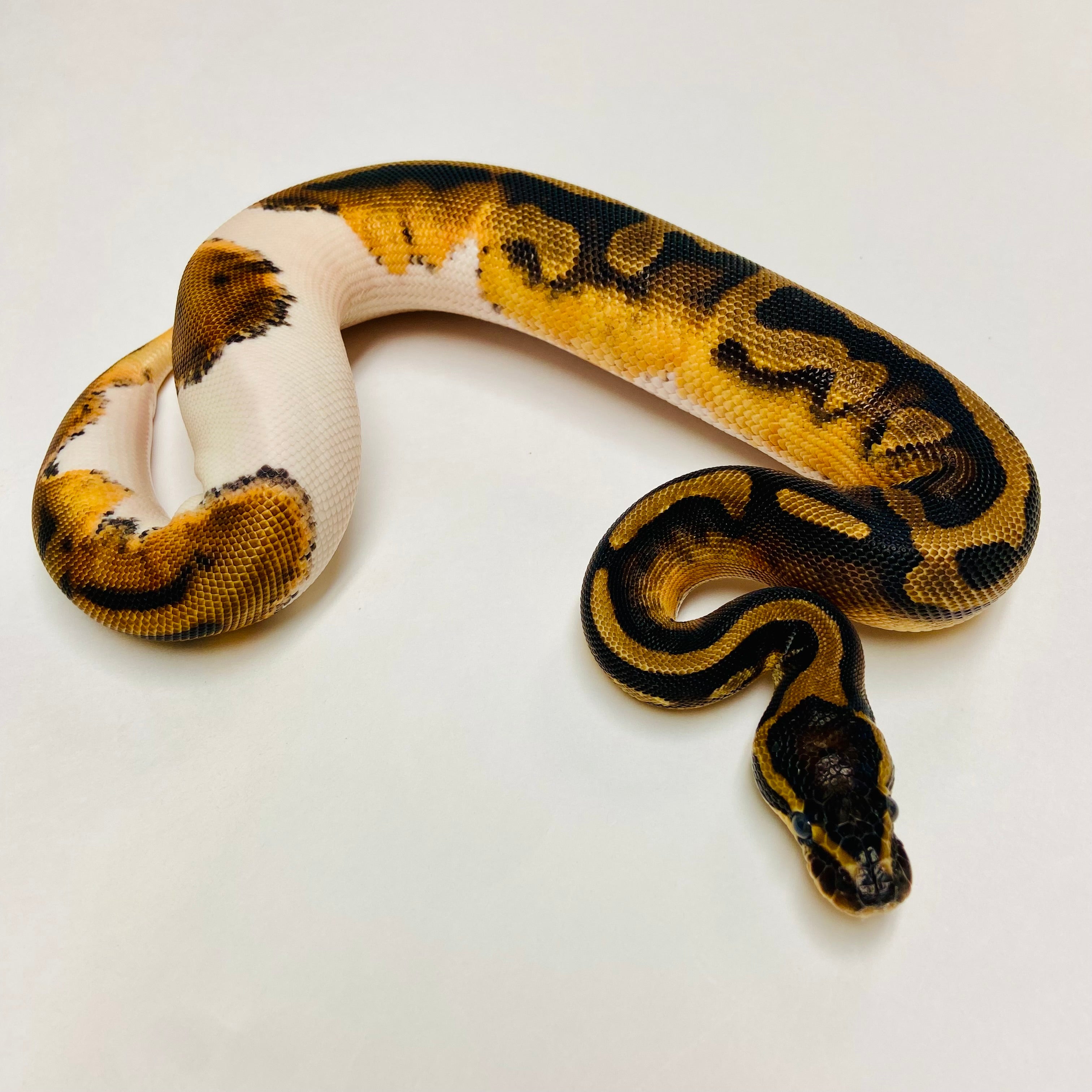 Ball Pythons for Sale at BHB Reptiles - High Quality & Wide Variety in ...