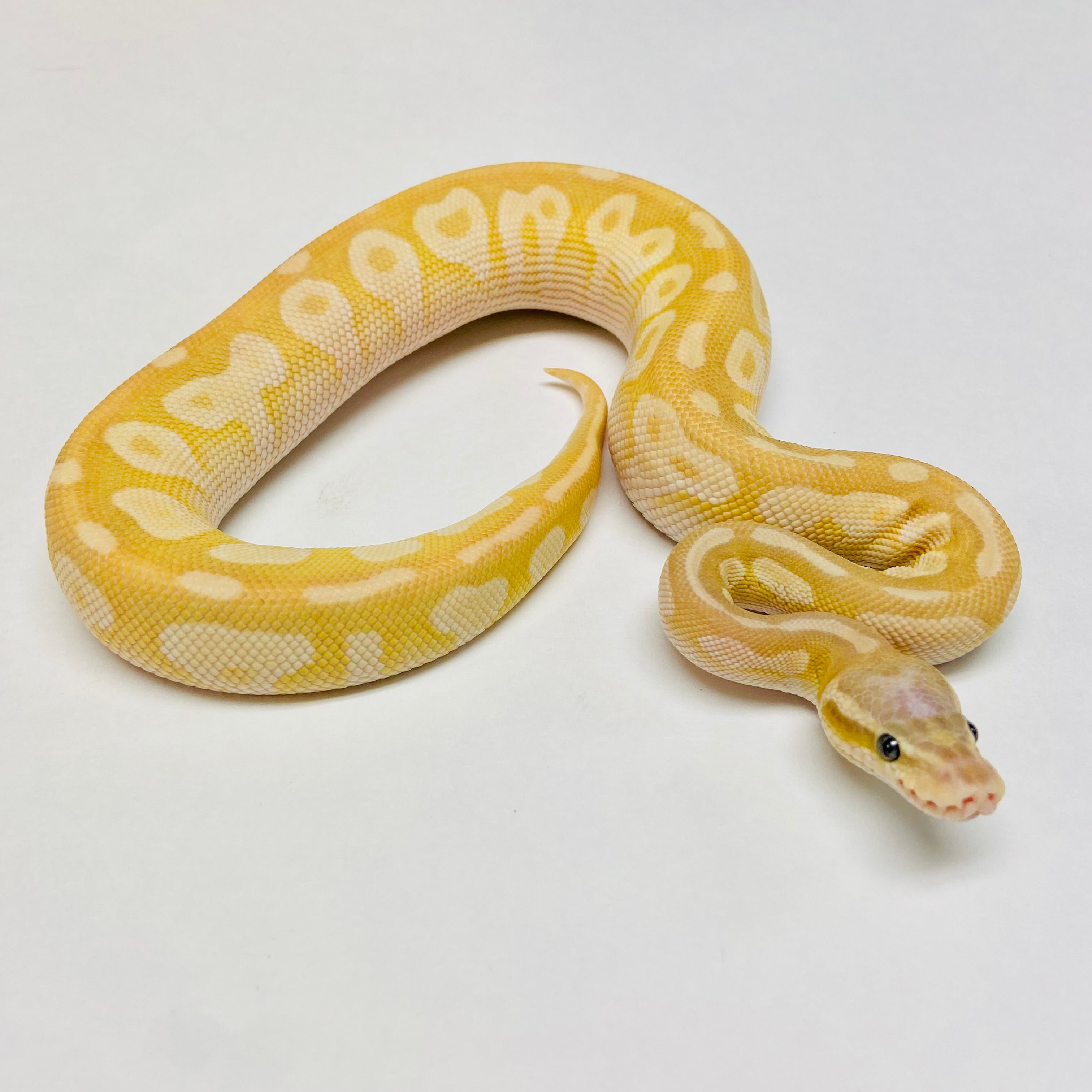Ball Pythons for Sale at BHB Reptiles - High Quality & Wide Variety in ...