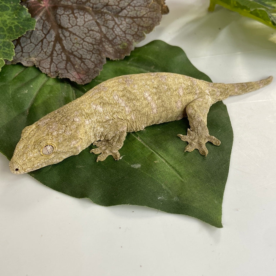 Leachianus For Sale - New Caledonian Giant Geckos - BHB Reptiles