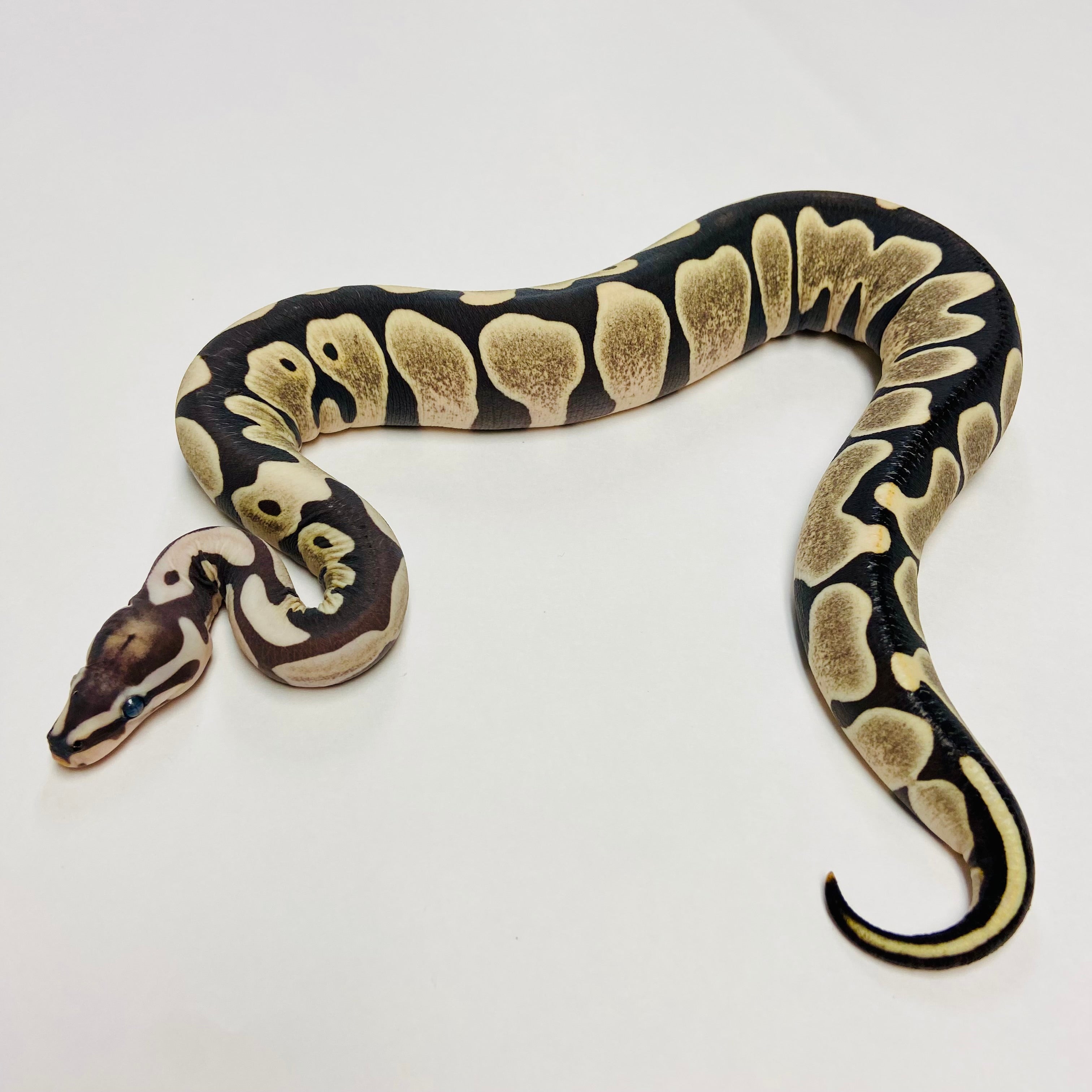 Ball Pythons for Sale at BHB Reptiles - High Quality & Wide Variety in ...