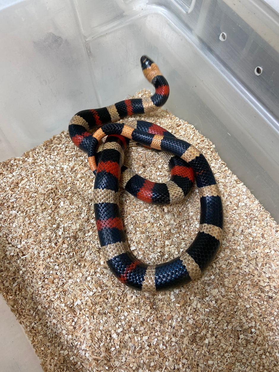 Milk Snakes For Sale - BHB Reptiles