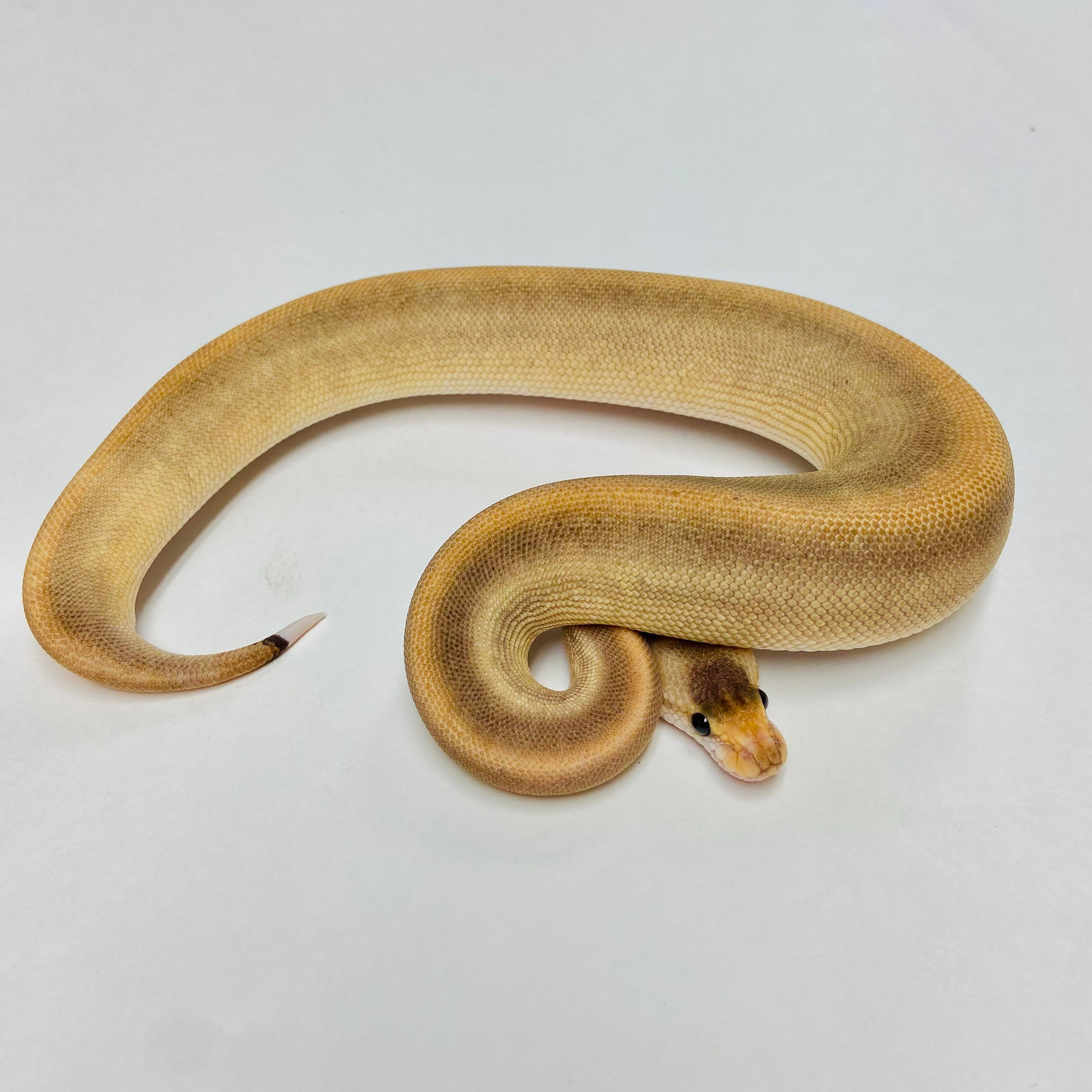 Ball Pythons for Sale at BHB Reptiles - High Quality & Wide Variety in ...