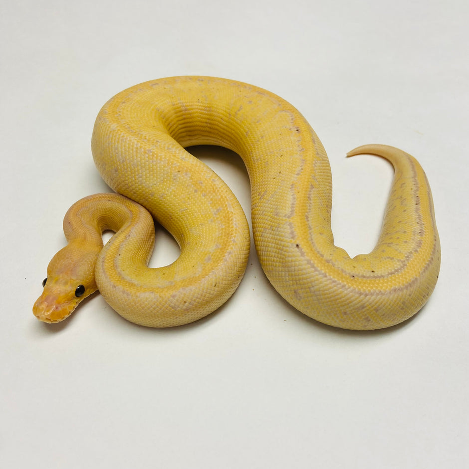 Ball Pythons for Sale at BHB Reptiles - High Quality & Wide Variety in ...