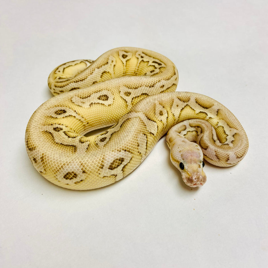 Ball Pythons for Sale at BHB Reptiles - High Quality & Wide Variety in ...