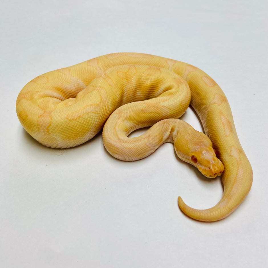 Ball Pythons for Sale at BHB Reptiles - High Quality & Wide Variety in ...