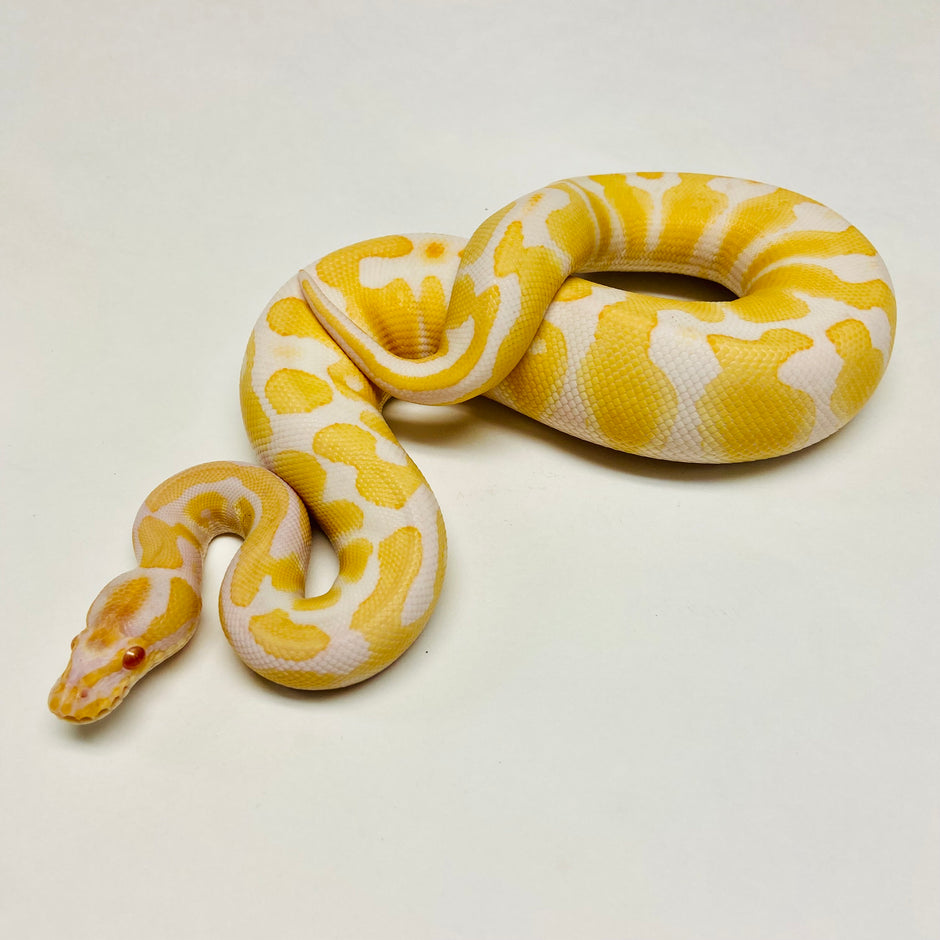 Ball Pythons for Sale at BHB Reptiles - High Quality & Wide Variety in ...