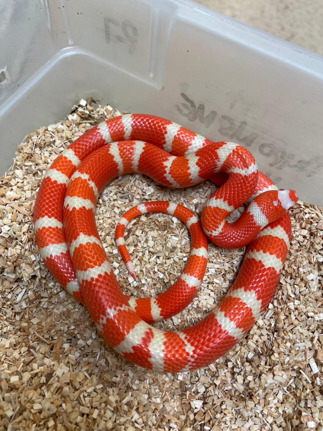 Milk Snakes For Sale - BHB Reptiles