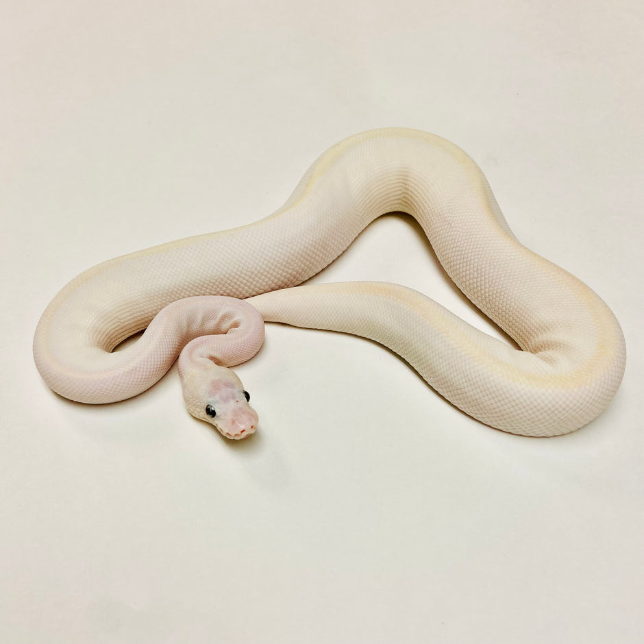 Ball Pythons for Sale at BHB Reptiles - High Quality & Wide Variety in ...