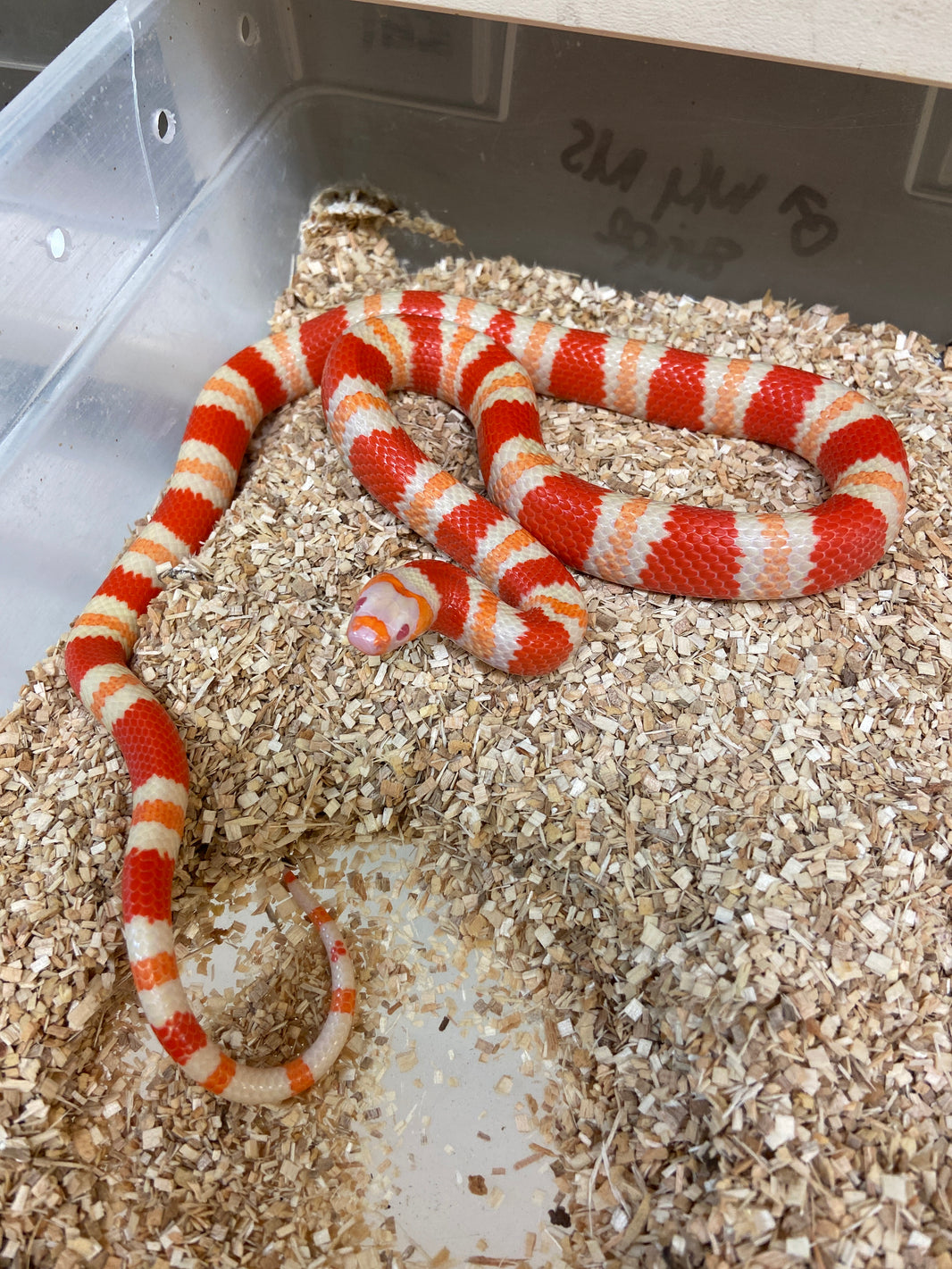 Milk Snakes For Sale - BHB Reptiles