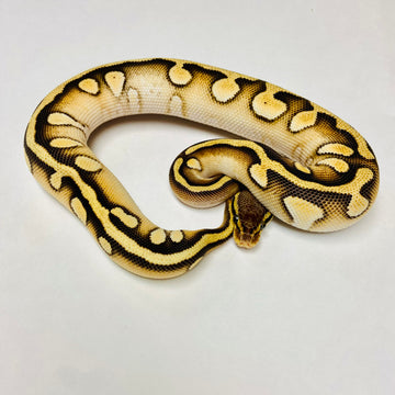 Ball Pythons for Sale at BHB Reptiles - High Quality & Wide Variety in ...
