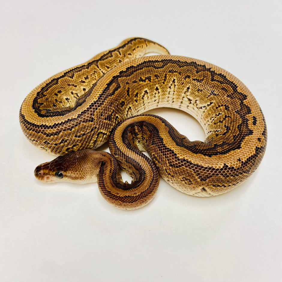 Ball Pythons for Sale at BHB Reptiles - High Quality & Wide Variety in ...