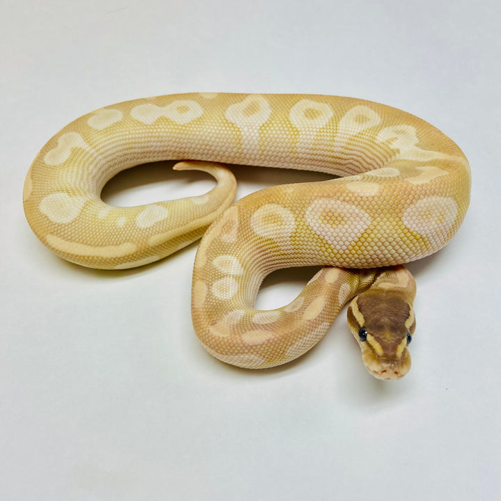 Ball Pythons for Sale at BHB Reptiles - High Quality & Wide Variety in ...
