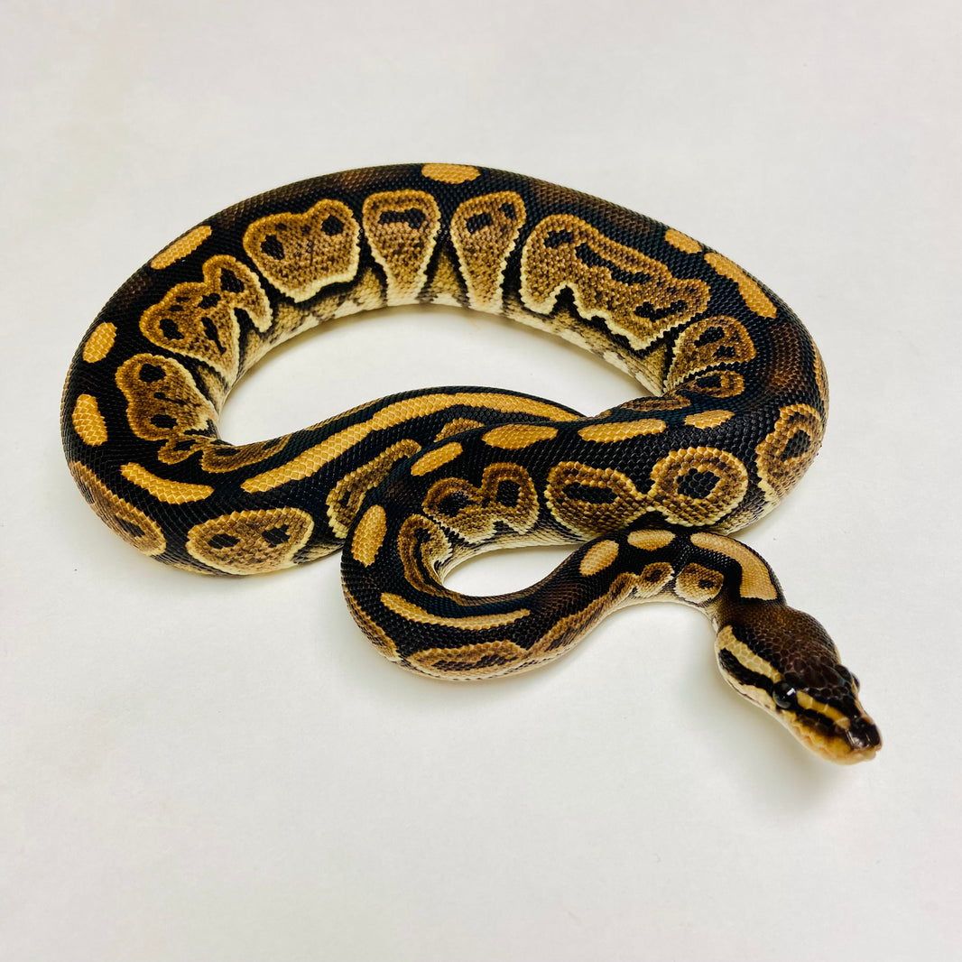 Ball Pythons for Sale at BHB Reptiles - High Quality & Wide Variety in ...