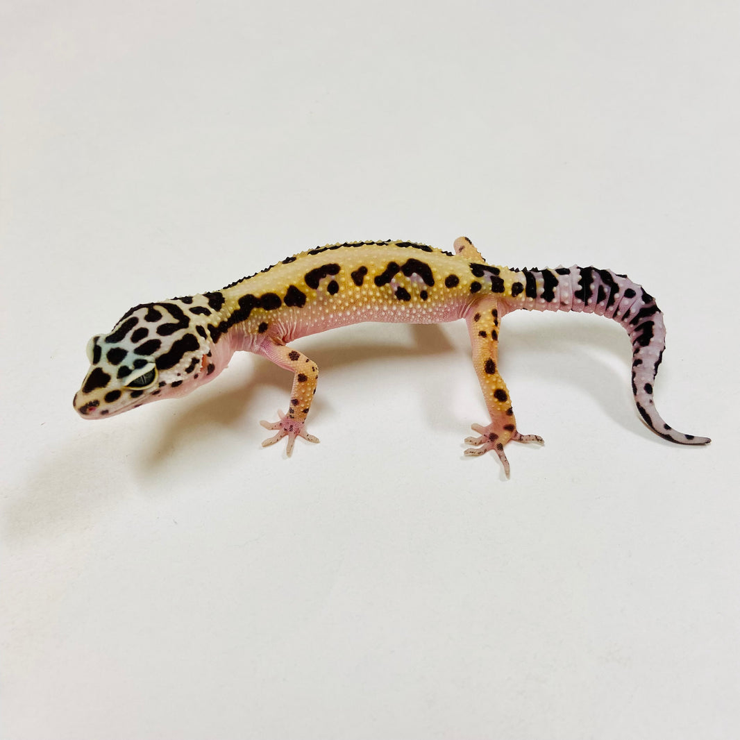 Leopard Geckos for Sale at BHB! Top Quality & Vast Selection in the US ...