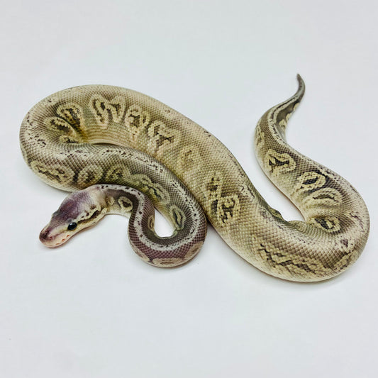 Ball Pythons for Sale at BHB Reptiles - High Quality & Wide Variety in ...