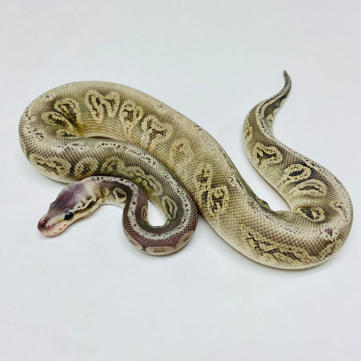 Ball Pythons for Sale at BHB Reptiles - High Quality & Wide Variety in ...