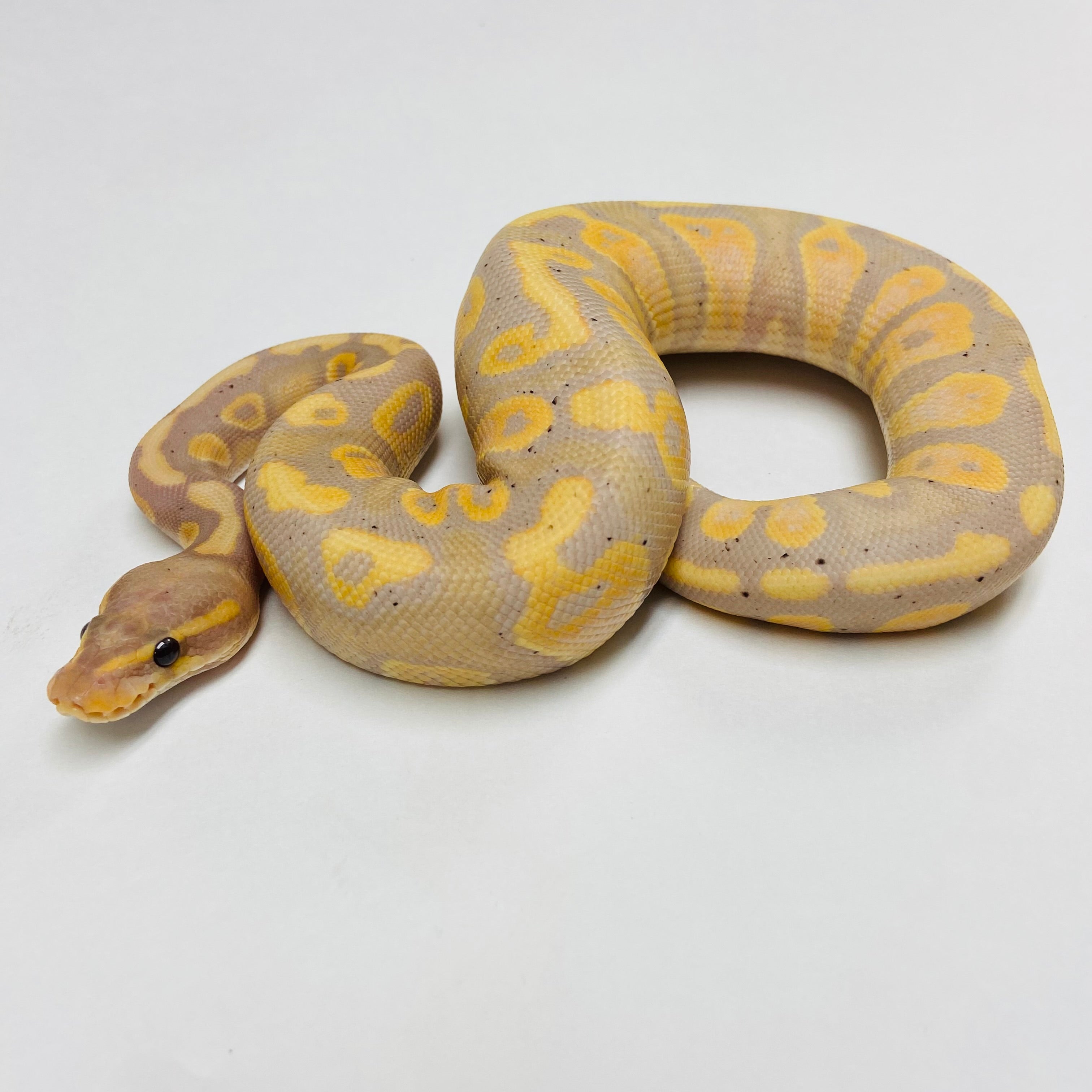 Products – Page 2 – BHB Reptiles