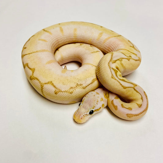 Ball Pythons for Sale at BHB Reptiles - High Quality & Wide Variety in ...