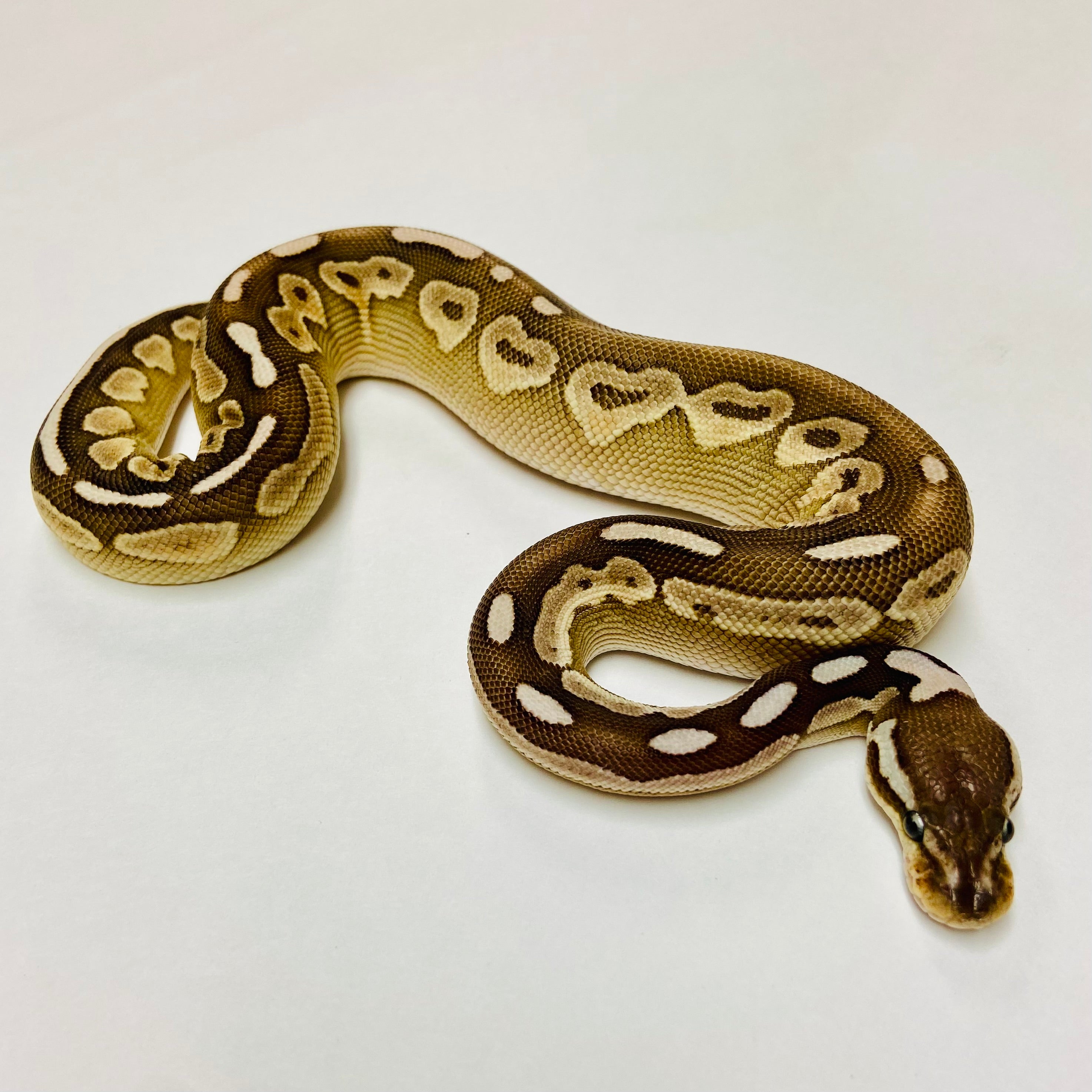 Ball Pythons for Sale at BHB Reptiles - High Quality & Wide Variety in ...