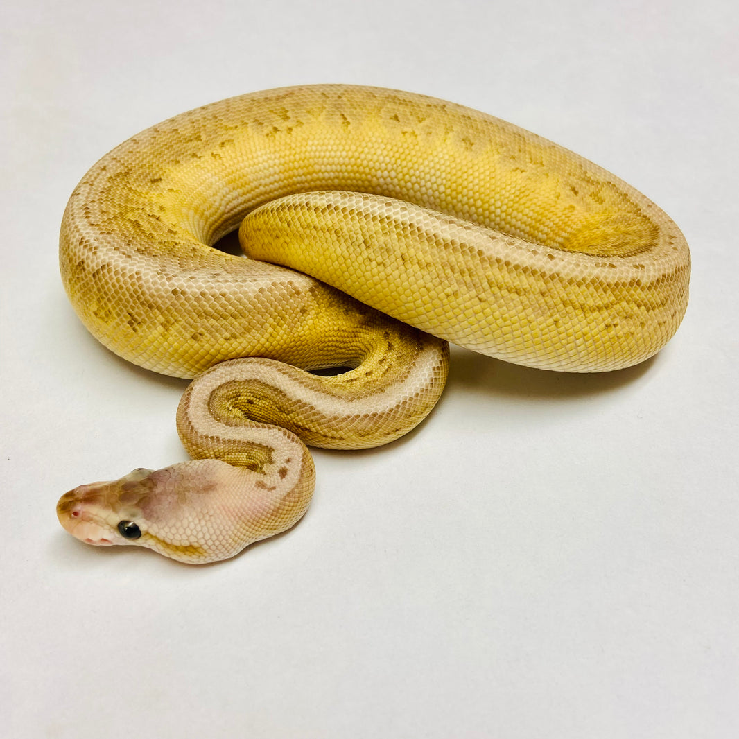 Ball Pythons for Sale at BHB Reptiles - High Quality & Wide Variety in ...