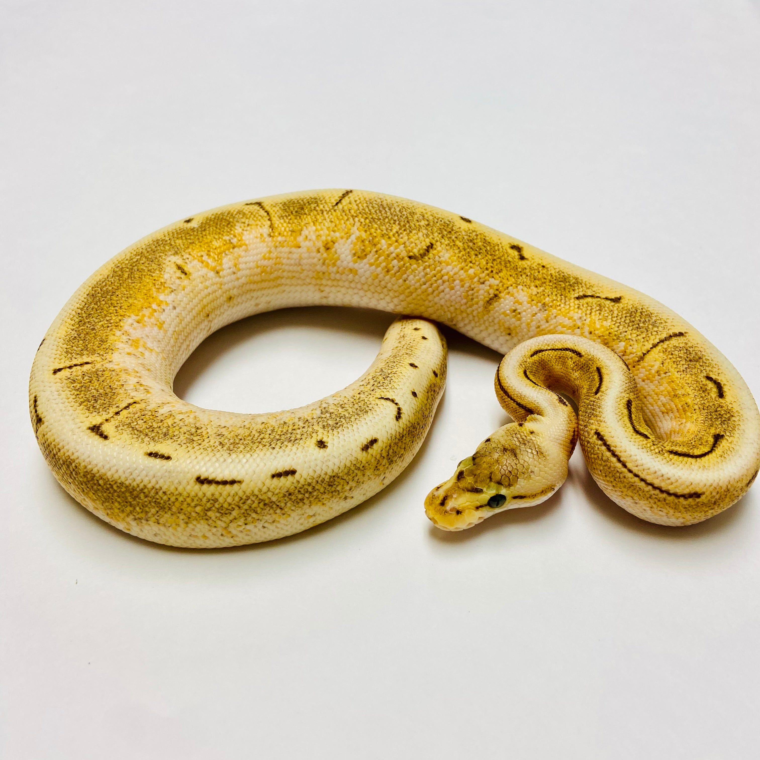 Ball Pythons for Sale at BHB Reptiles - High Quality & Wide Variety in ...