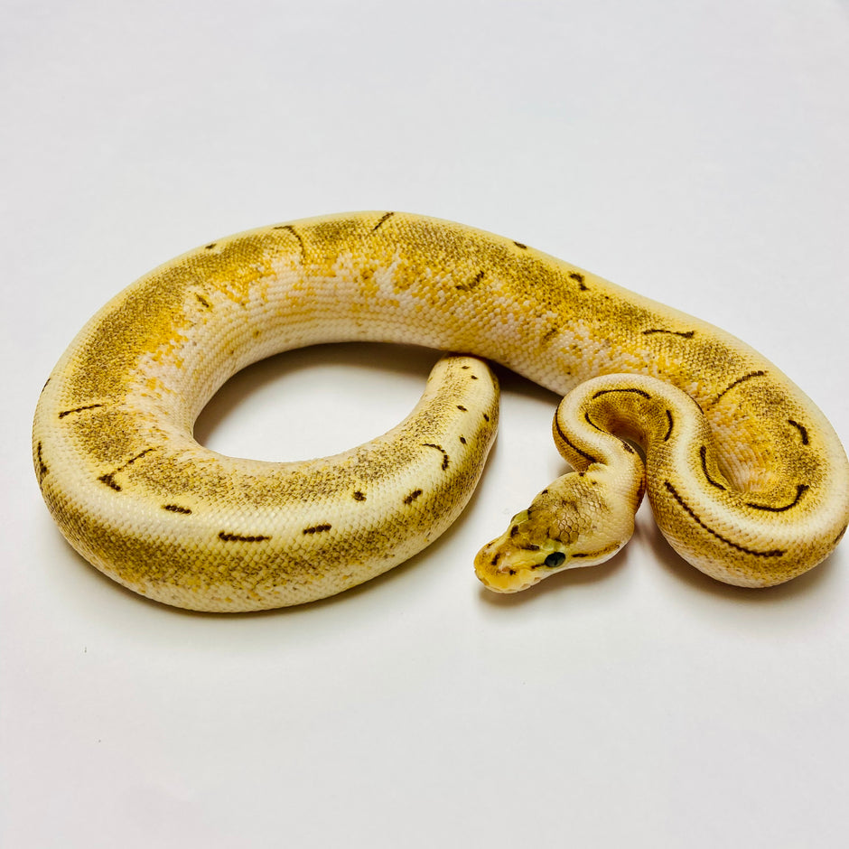 Ball Pythons for Sale at BHB Reptiles - High Quality & Wide Variety in ...