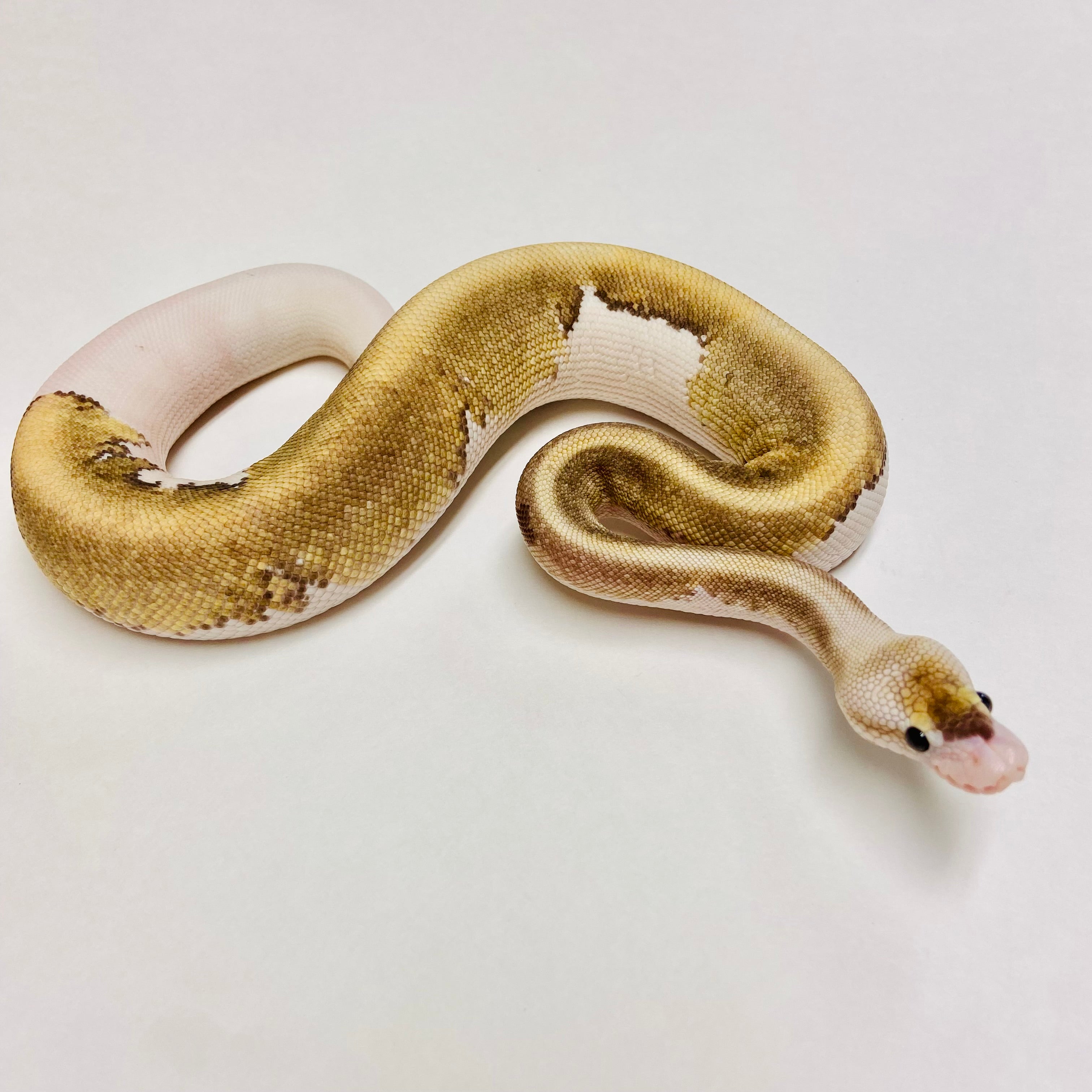 Ball Pythons for Sale at BHB Reptiles - High Quality & Wide Variety in ...