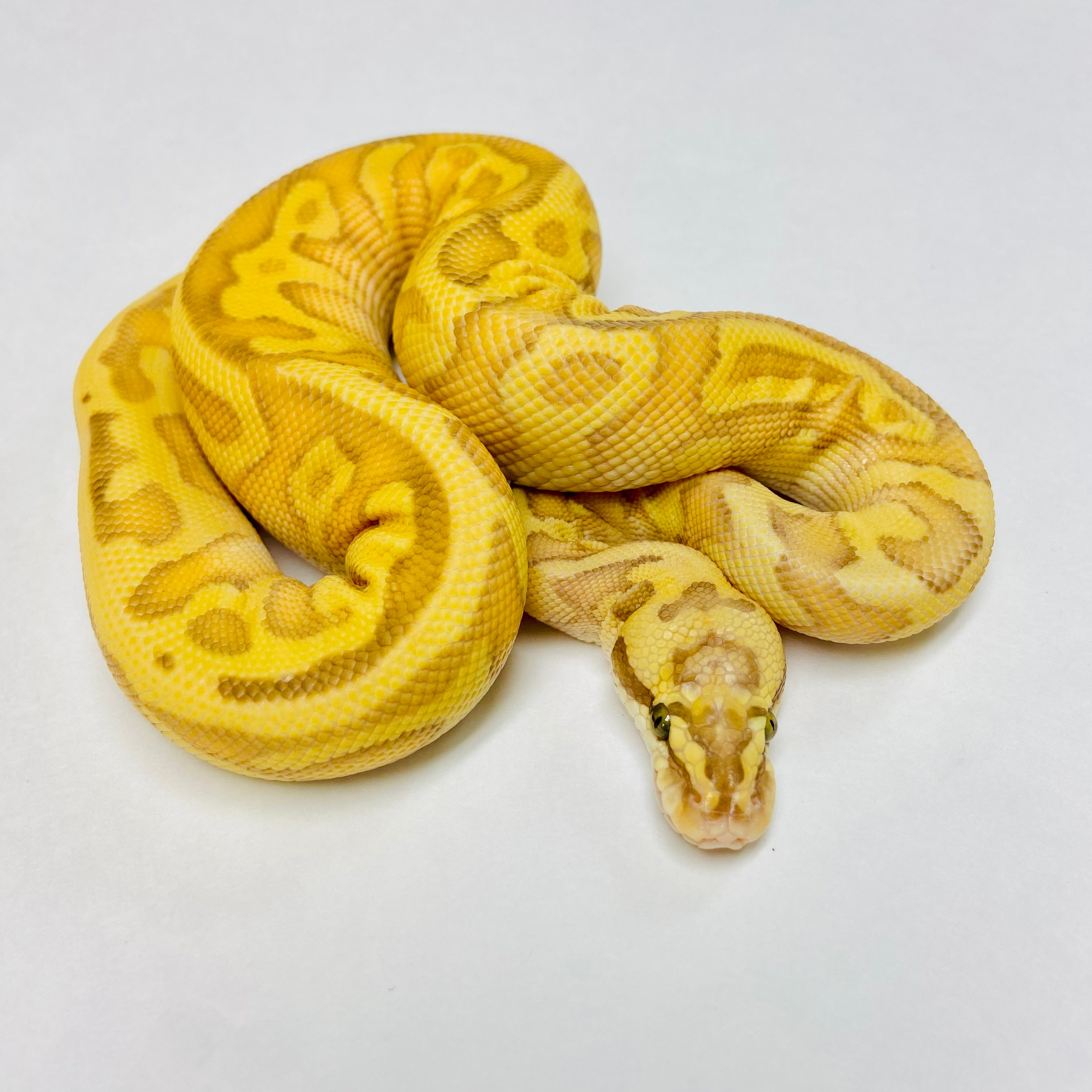 Ball Pythons for Sale at BHB Reptiles - High Quality & Wide Variety in ...