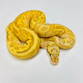 Ball Pythons for Sale at BHB Reptiles - High Quality & Wide Variety in ...