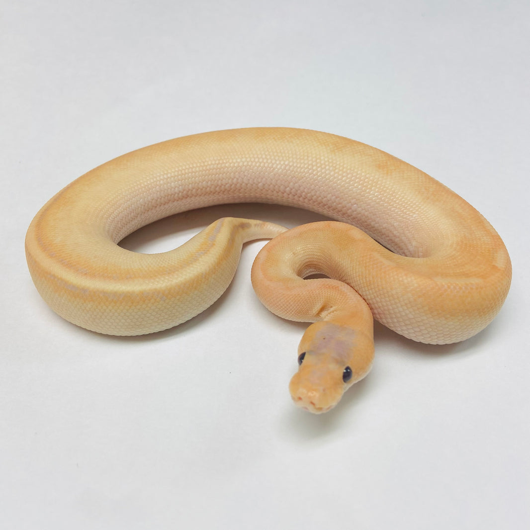 Ball Pythons for Sale at BHB Reptiles - High Quality & Wide Variety in ...