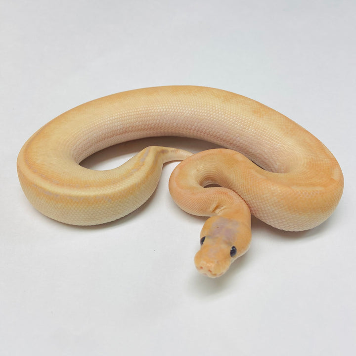 Ball Pythons for Sale at BHB Reptiles - High Quality & Wide Variety in ...
