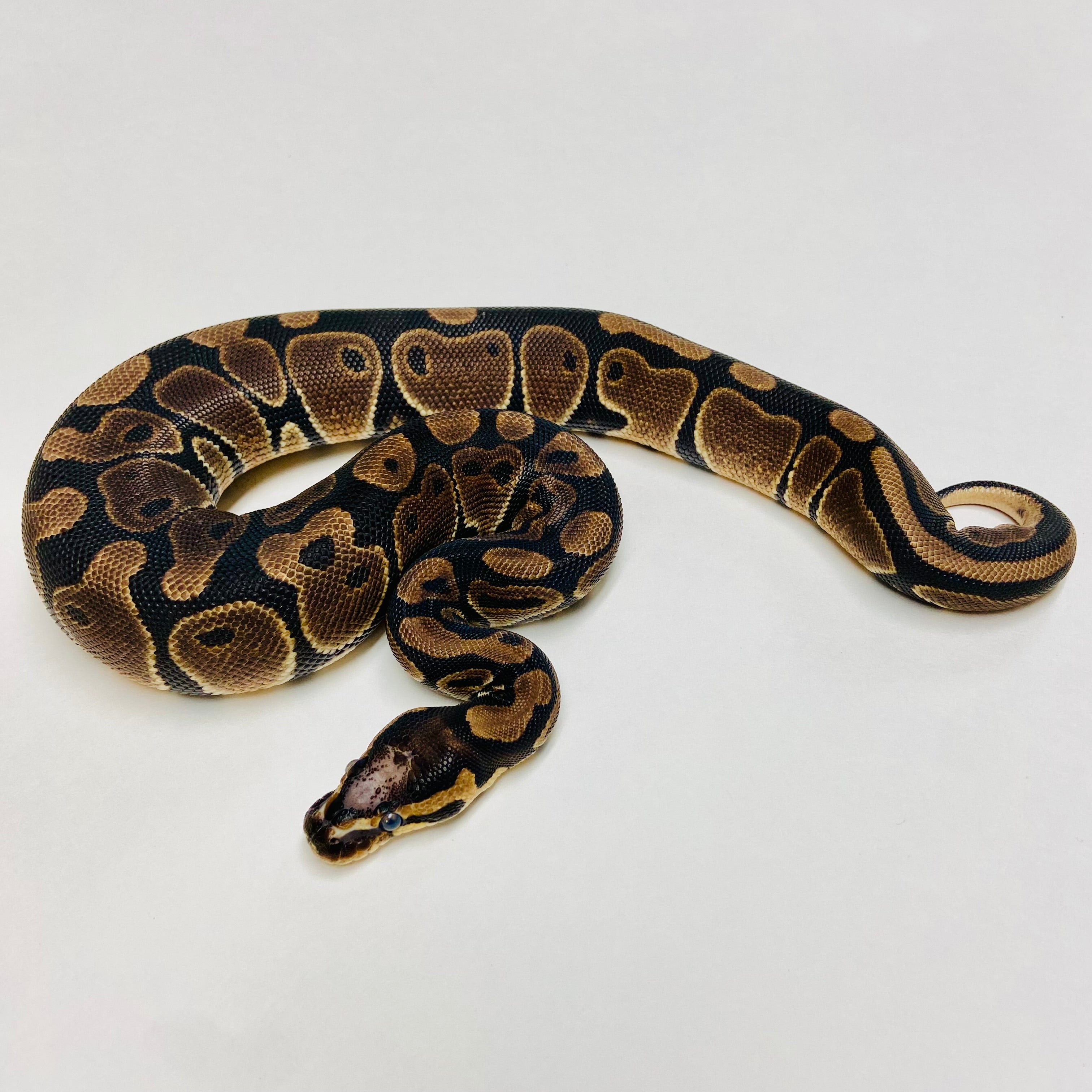 Ball Pythons for Sale at BHB Reptiles - High Quality & Wide Variety in ...