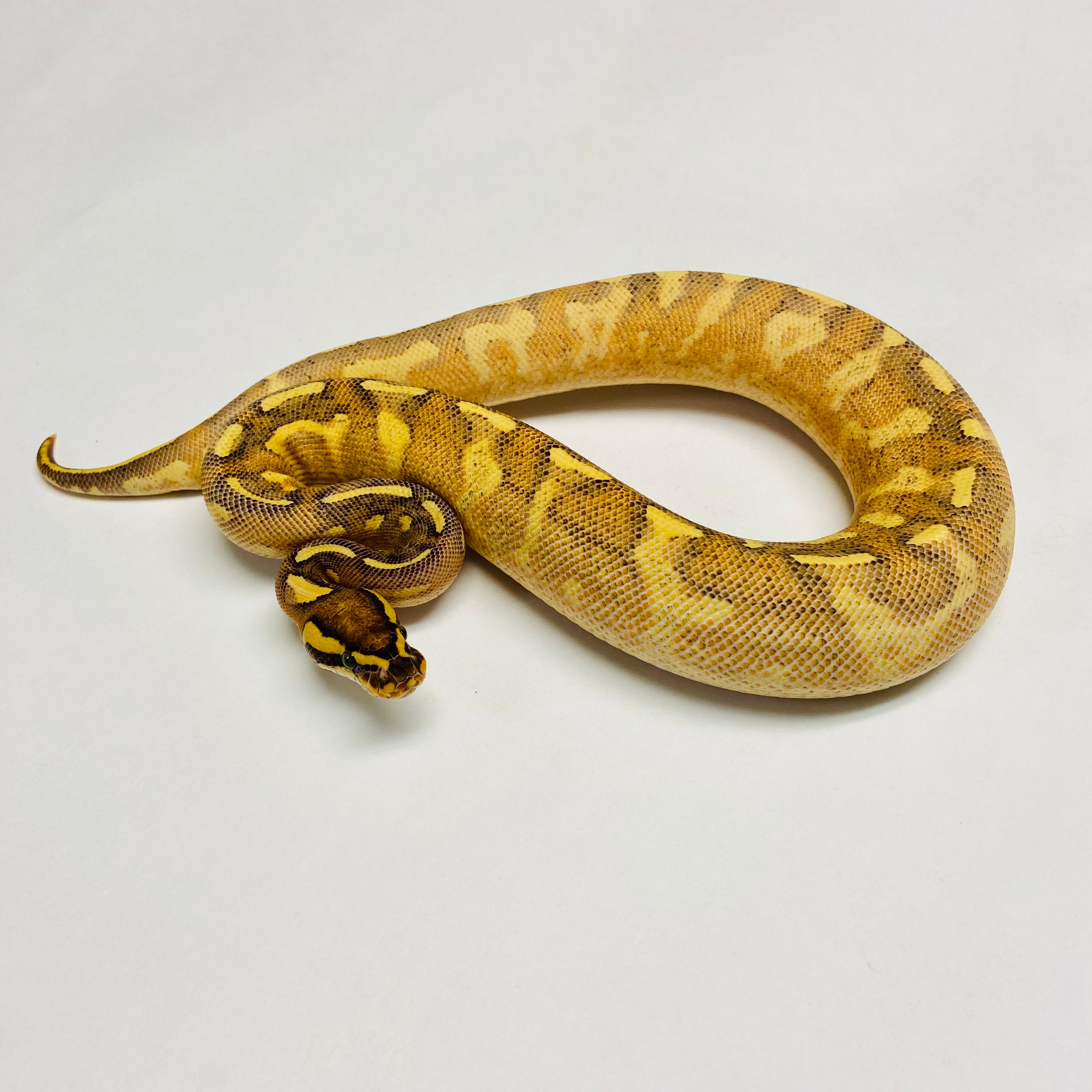 Ball Pythons for Sale at BHB Reptiles - High Quality & Wide Variety in ...
