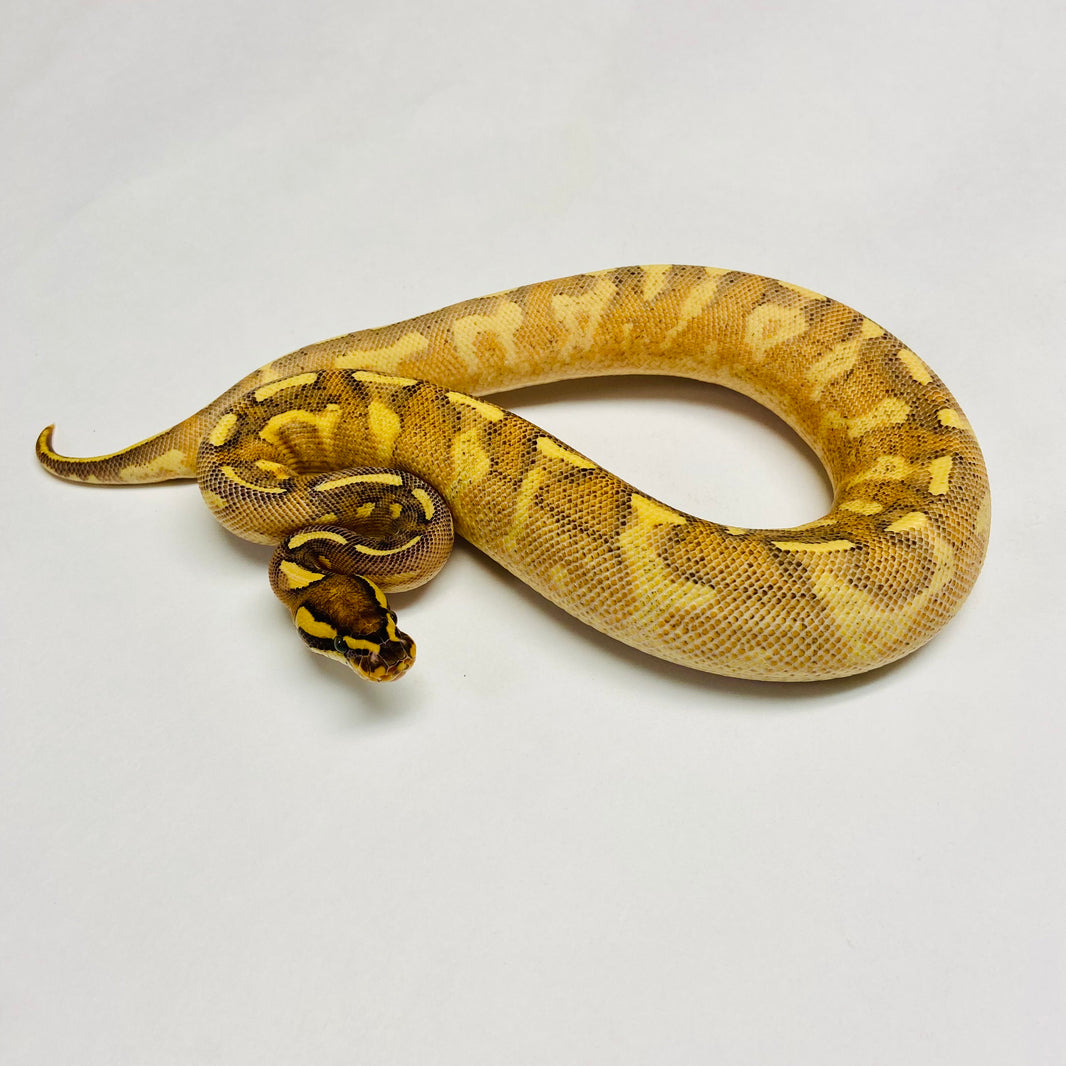 Ball Pythons for Sale at BHB Reptiles - High Quality & Wide Variety in ...