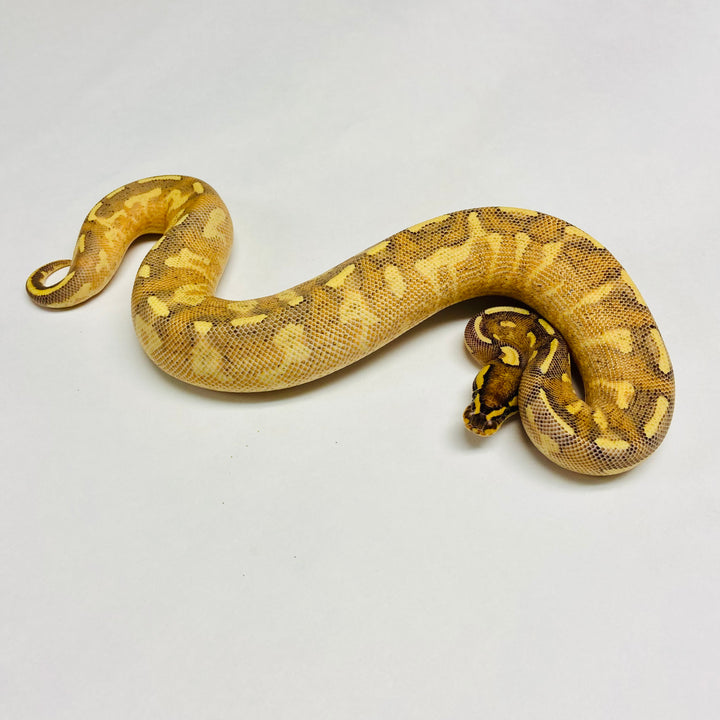 Ball Pythons for Sale at BHB Reptiles - High Quality & Wide Variety in ...