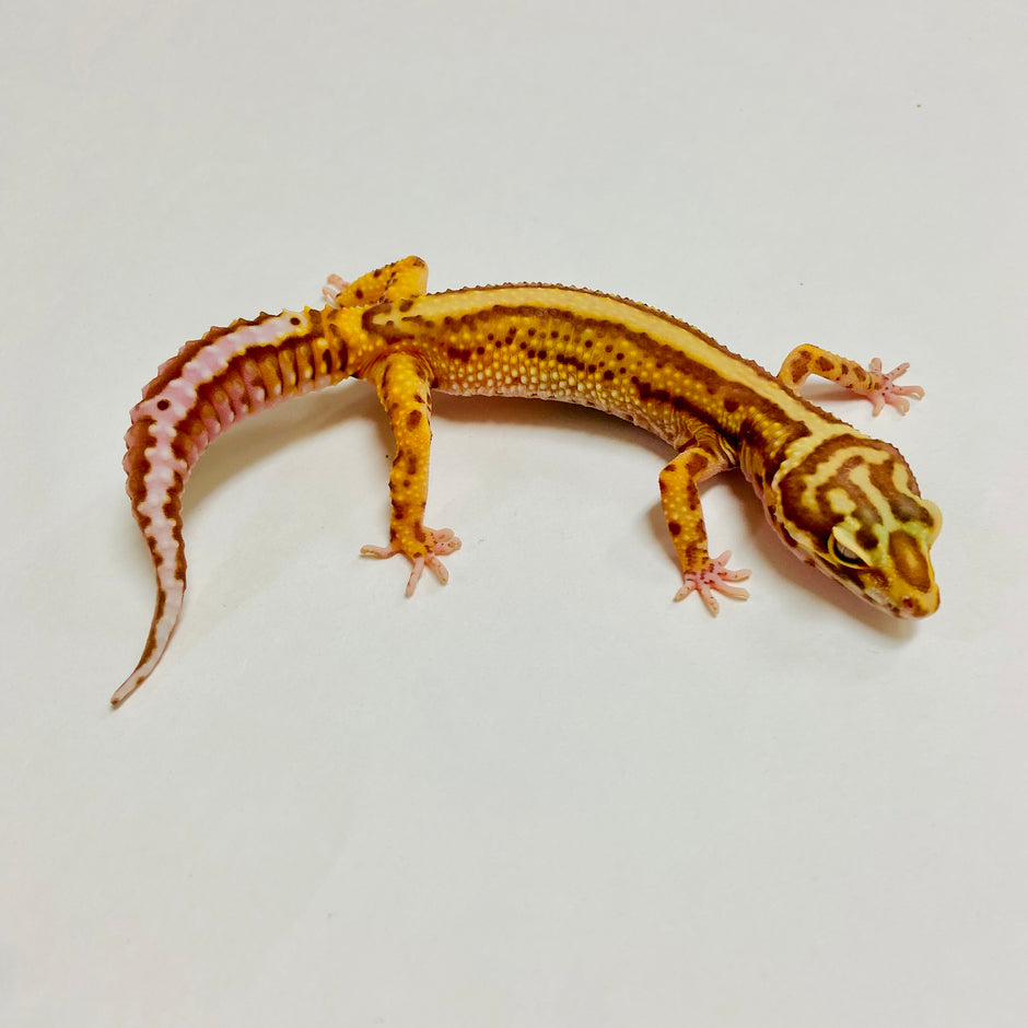 Leopard Geckos for Sale at BHB! Top Quality & Vast Selection in the US ...