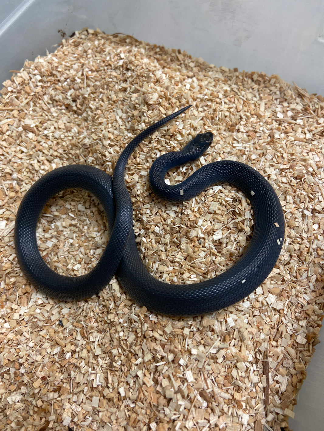 House Snakes – BHB Reptiles