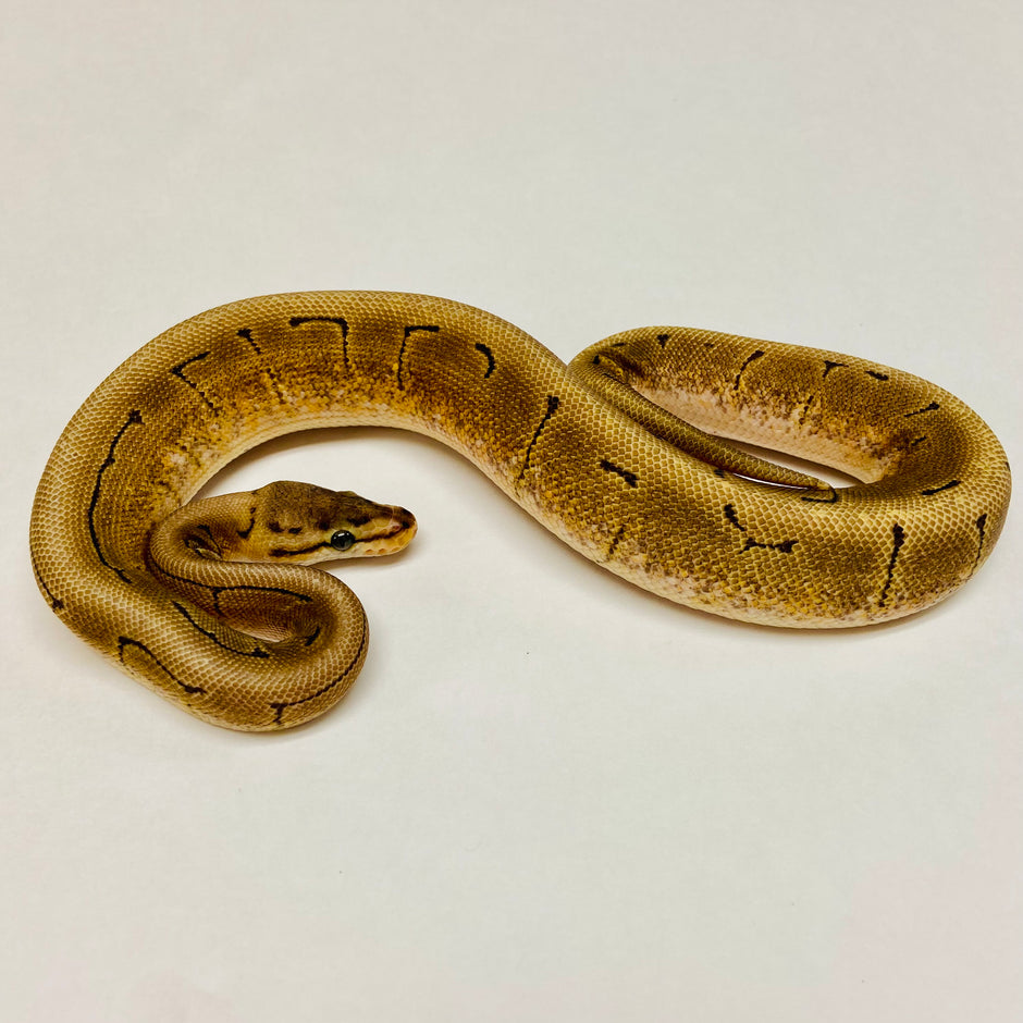 Ball Pythons for Sale at BHB Reptiles - High Quality & Wide Variety in ...