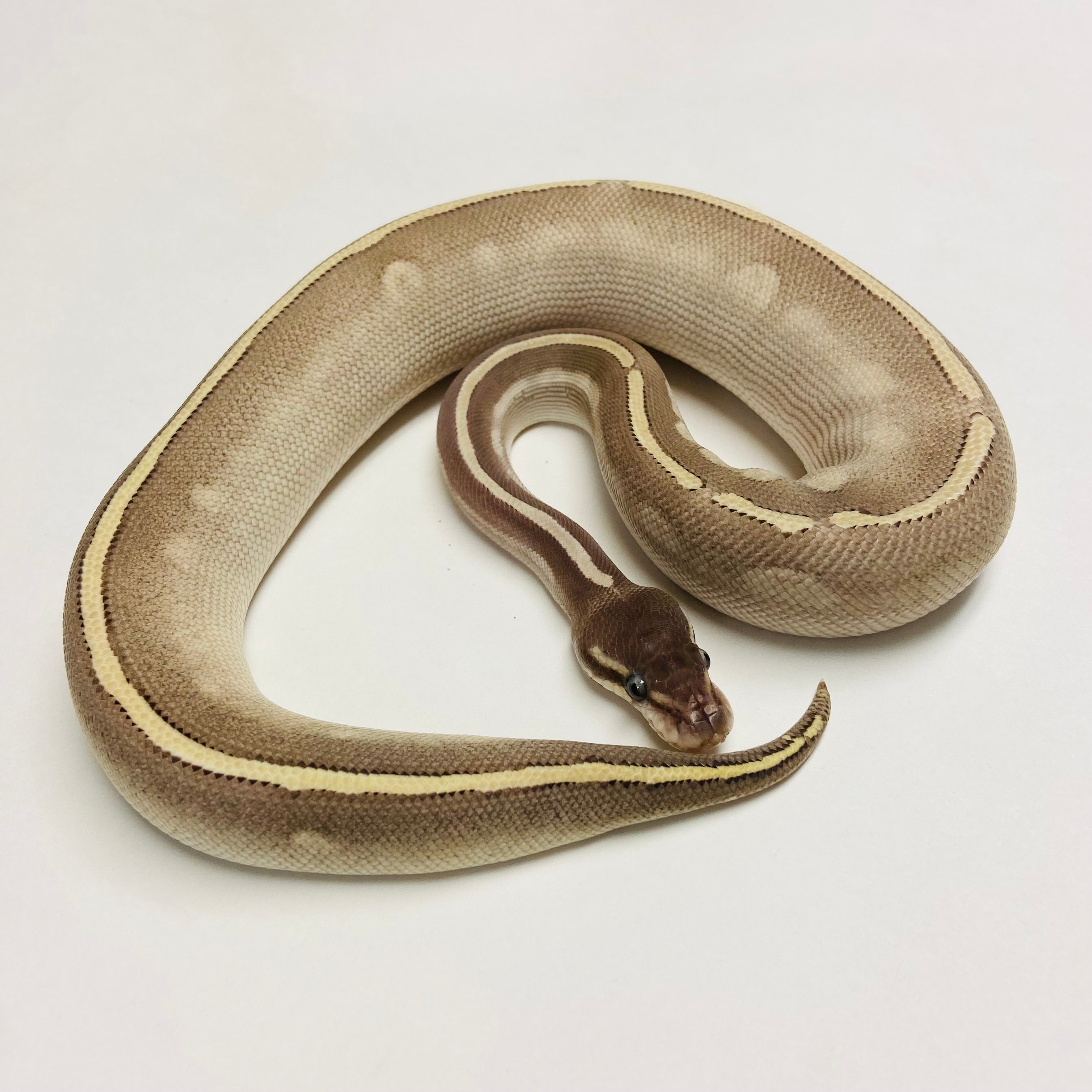 Ball Pythons for Sale at BHB Reptiles - High Quality & Wide Variety in ...