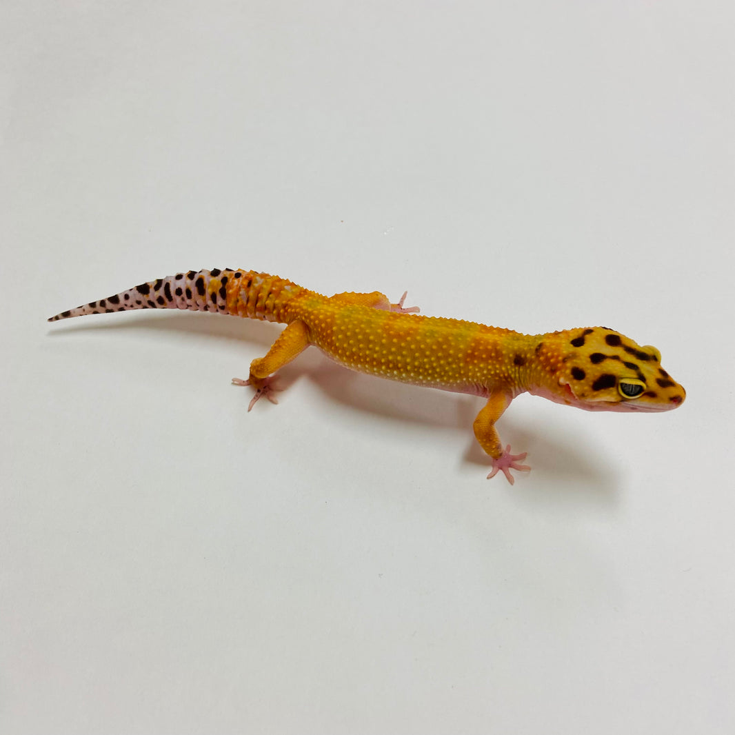 Leopard Geckos for Sale at BHB! Top Quality & Vast Selection in the US ...